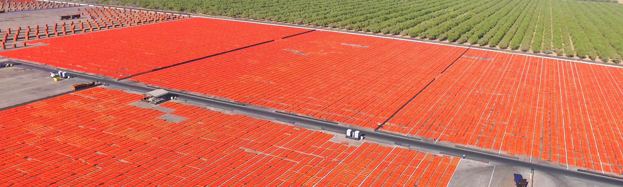 Premium Sun-Dried Tomatoes - Valley Sun Products, Inc.